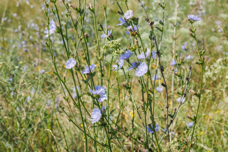 Blue Chicory Flowers, Wild Chicory Flowers in a Field Close-up Stock ...