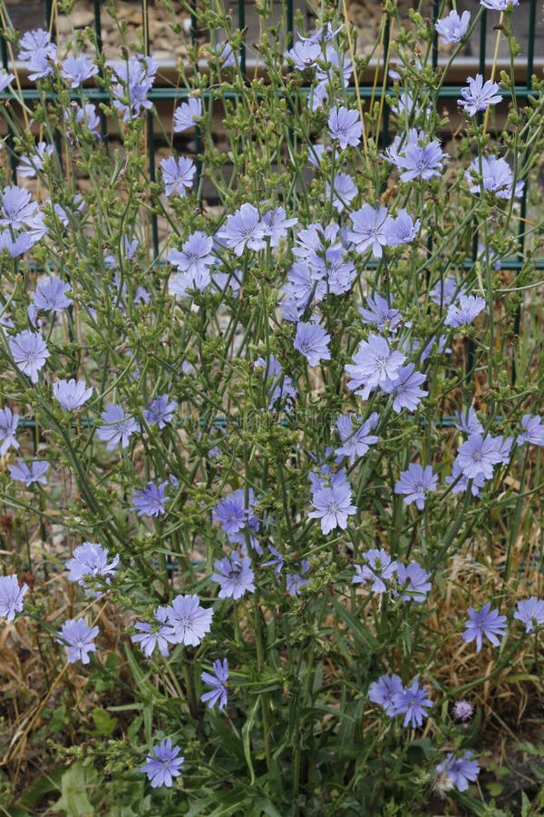 Blue chicory plant stock image. Image of macro, bell - 42717831