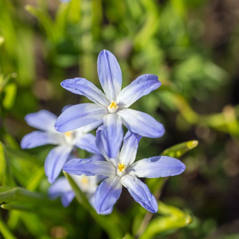 Blue Chionodoxa in the Spring Stock Image - Image of chionodoxa, growth ...