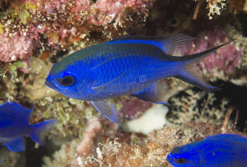 Blue Chromis stock photo. Image of icthyology, swim, coral - 7293062
