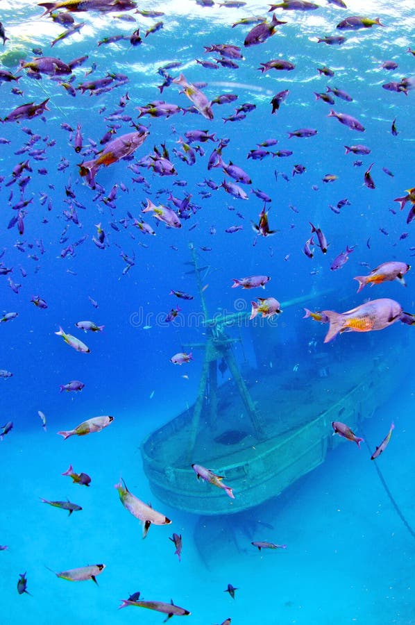 Blue Chromis with the Kittiwake Wreck Stock Image - Image of color ...