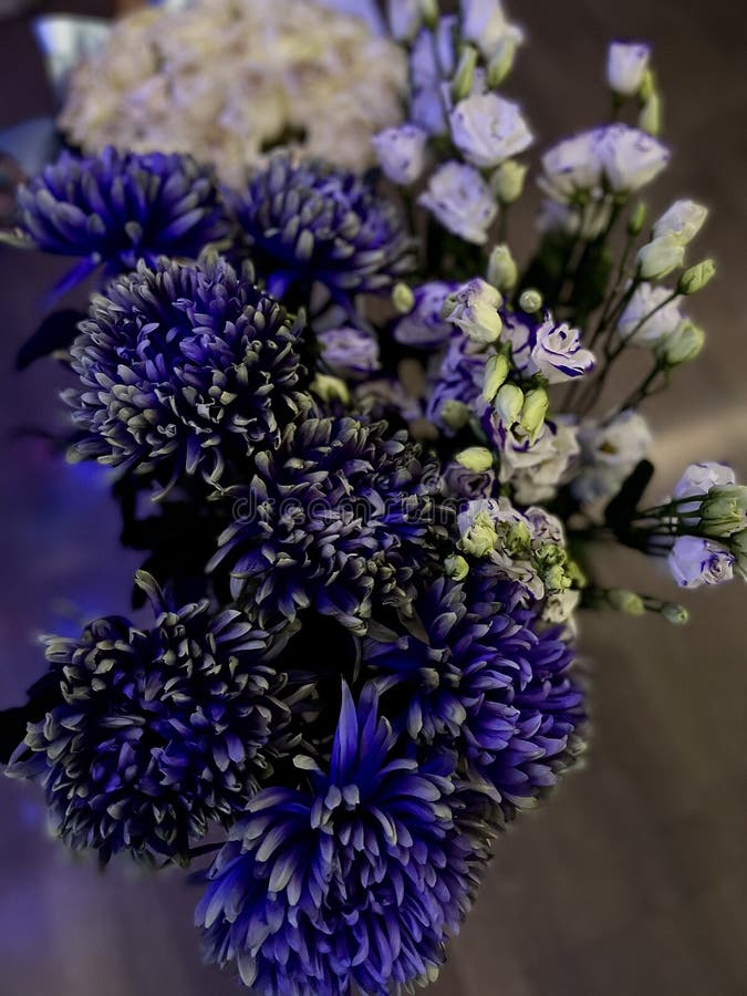 Blue Chrysanthemums, Purple Eustoma Stock Photo - Image of blue ...