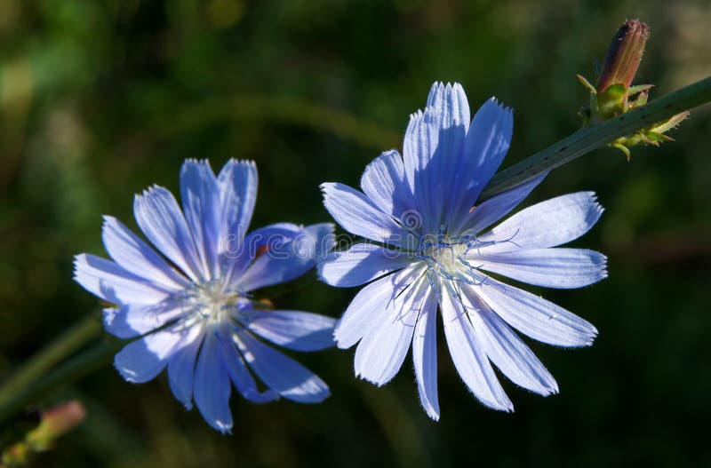Blue cichorium flower stock image. Image of closeup, green - 76879793