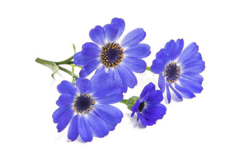 Blue cineraria isolated stock photo. Image of daisy, africa - 88307578