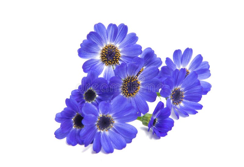 Blue cineraria isolated stock image. Image of hybrida - 207658731