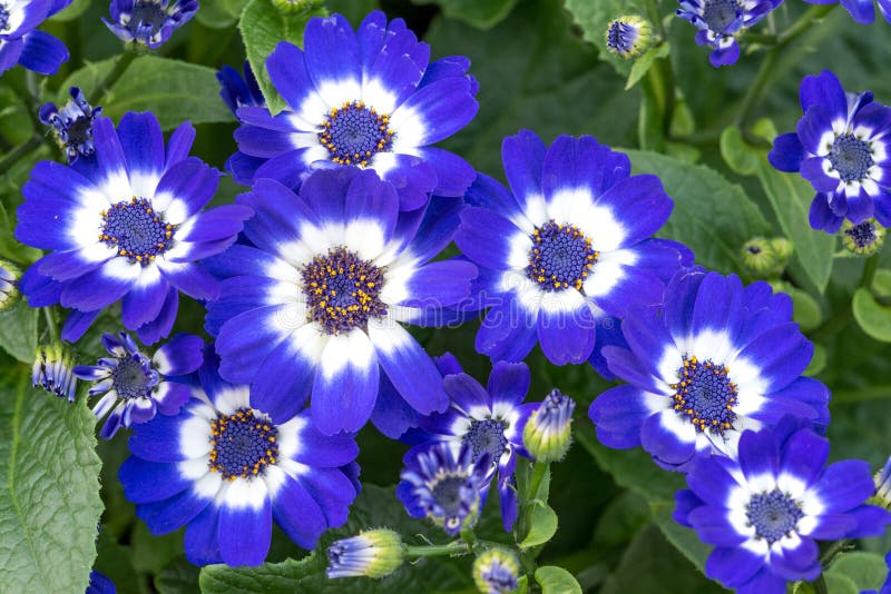 Blue Cineraria stock photo. Image of flower, lovely - 170314172
