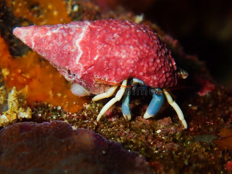 Blue clawed hermit crab stock photo. Image of carapace - 194424598
