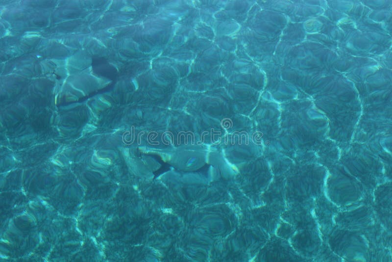 Blue and clean red sea stock image. Image of liquid - 113051207