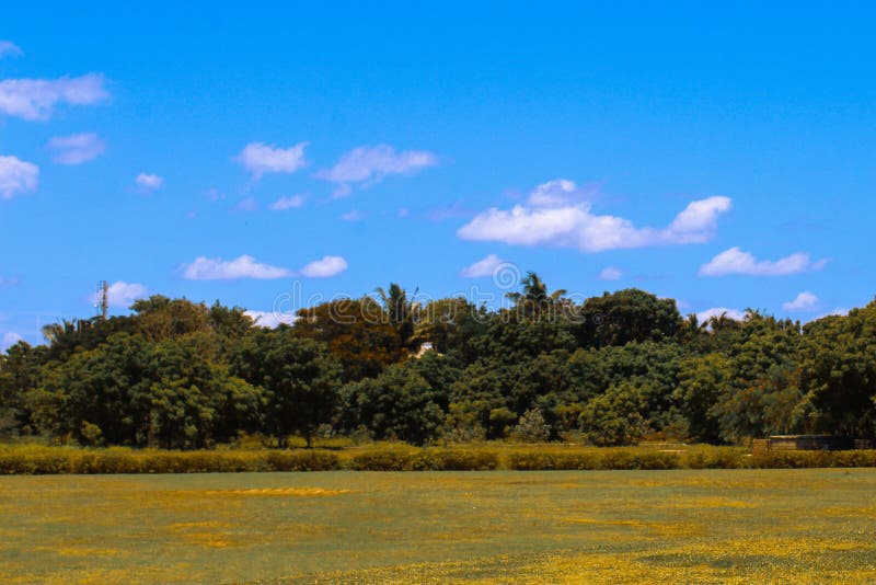 Blue clear sky over forest stock image. Image of meadow - 188664135