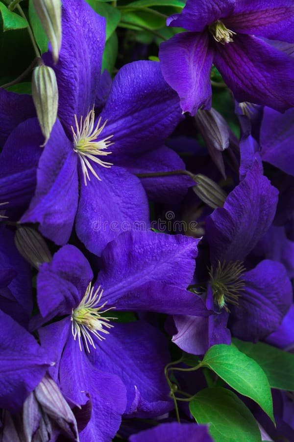 Blue clematis stock photo. Image of daylight, budding - 56496346