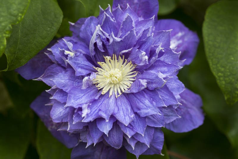 Blue Clematis stock image. Image of garden, flower, plant - 98677949
