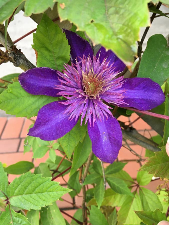 Blue Clematis Flower on a Trellis Stock Photo - Image of blossom ...