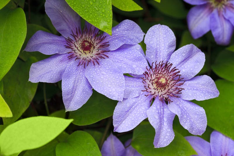 Japanese Clematis Flower stock image. Image of clematis - 47168733