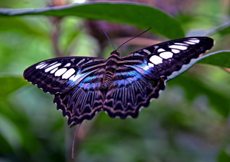 Malaysian butterfly stock photo. Image of pollination - 2755598