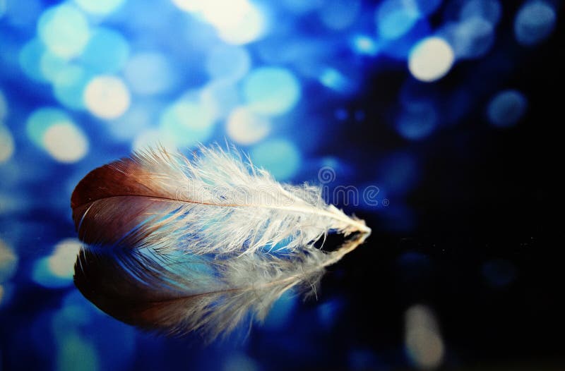 Blue, Close Up, Feather, Macro Photography Stock Image - Image of ...