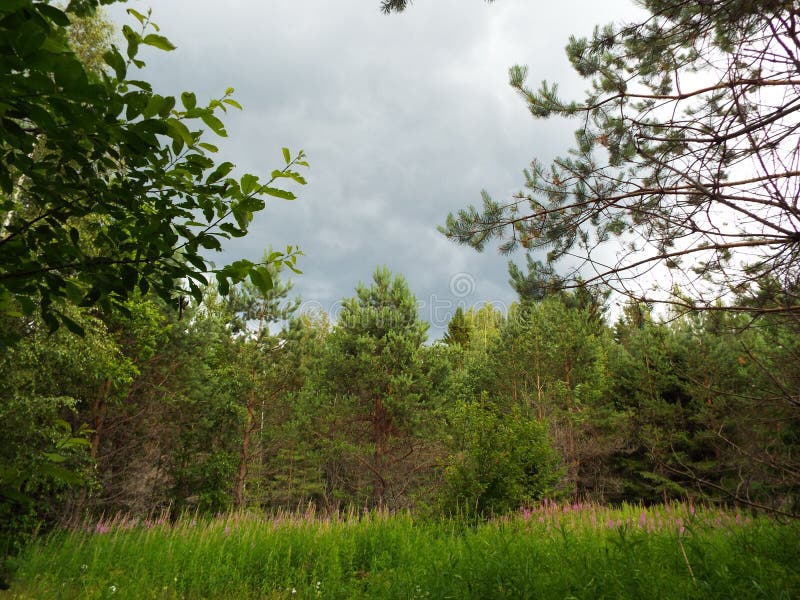 Blue Clouds before the Rain in the Sky at the Edge of the Forest Stock ...