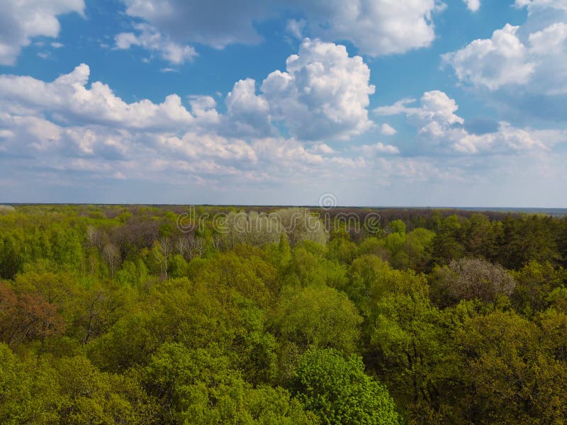 Blue Cloudy Skies Over a Dense Forest, Aerial View. Beautiful Cloudy ...