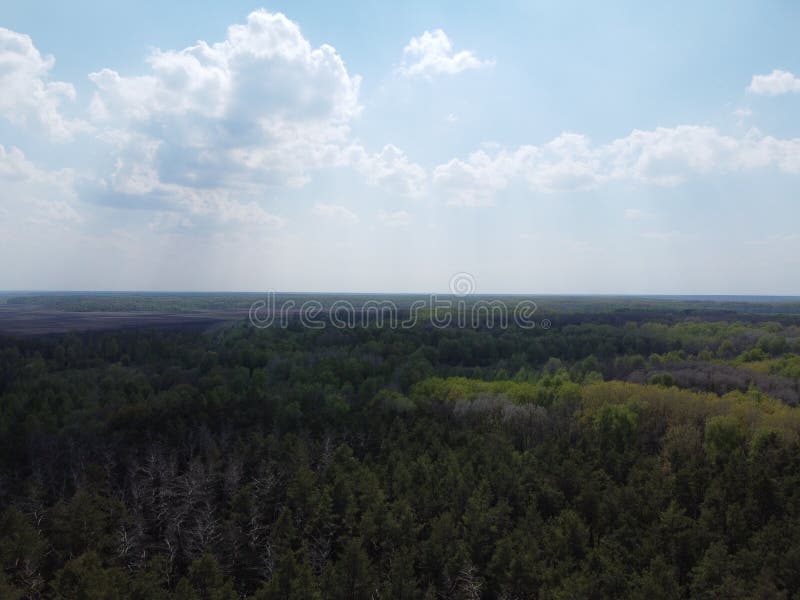Blue Cloudy Skies Over a Dense Forest, Aerial View. Beautiful Cloudy ...