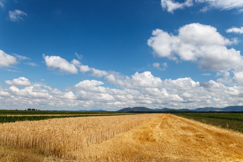 Blue Cloudy Sky Over Field of Grain Stock Photo - Image of outdoors ...