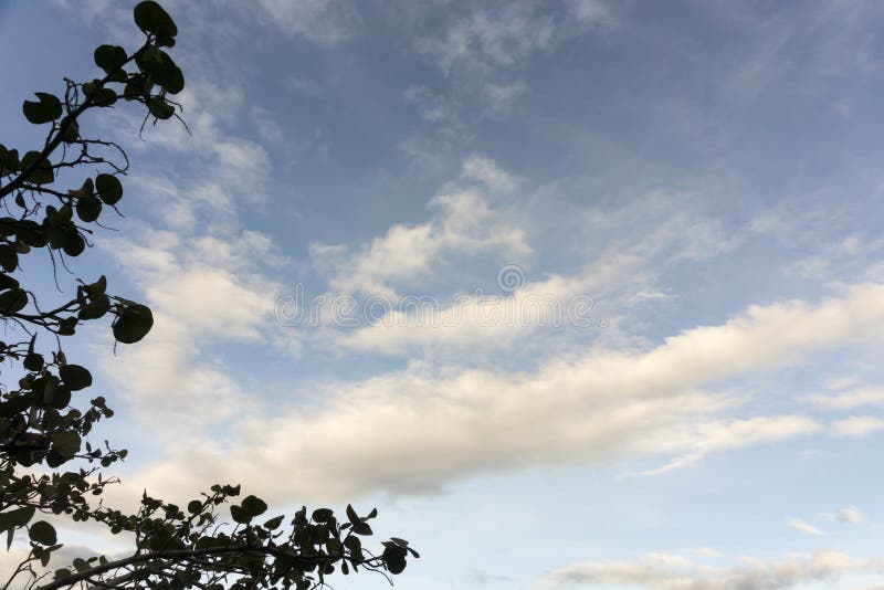 Blue Cloudy Sky Trees at Foreground Stock Image - Image of leaf ...