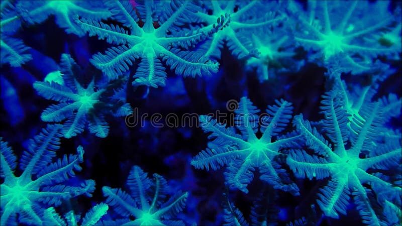 Clove polyps soft coral stock video. Video of coral - 141477823
