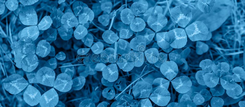 Blue Clover with Visible Details. Background or Texture Stock Photo ...