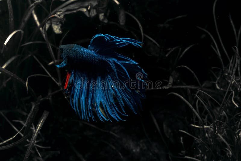 Blue Cockerel Fish Swimming in Water Stock Image - Image of seawater ...