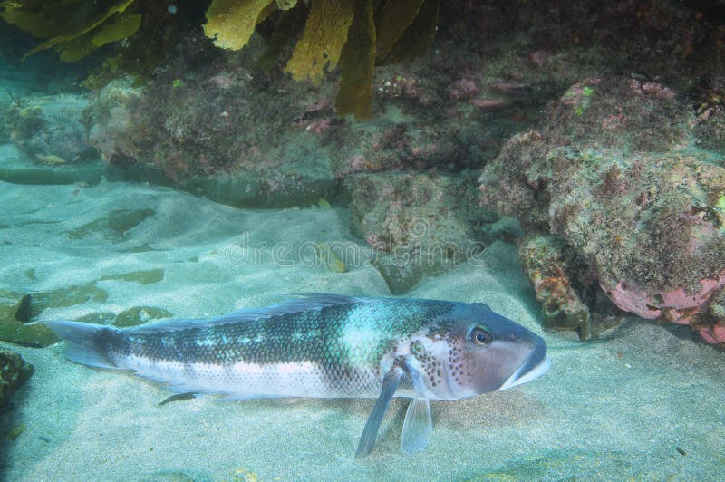 Blue cod near rocky reef stock photo. Image of perciformes - 81119474