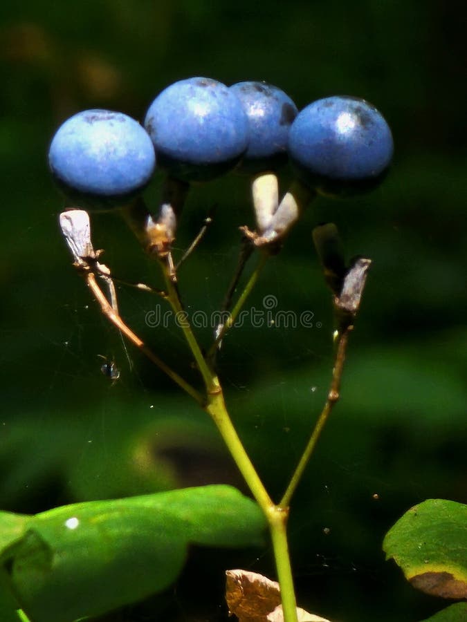 Blue Cohosh Berry Summer Nature Art Abstract Stock Image - Image of ...