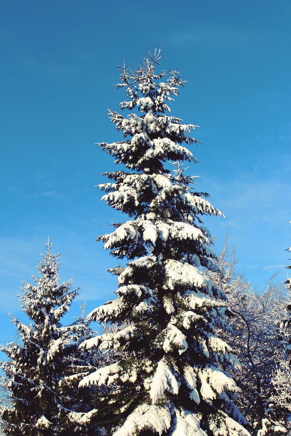 Blue, Cold, Conifer stock image. Image of nature, cloud - 109891131