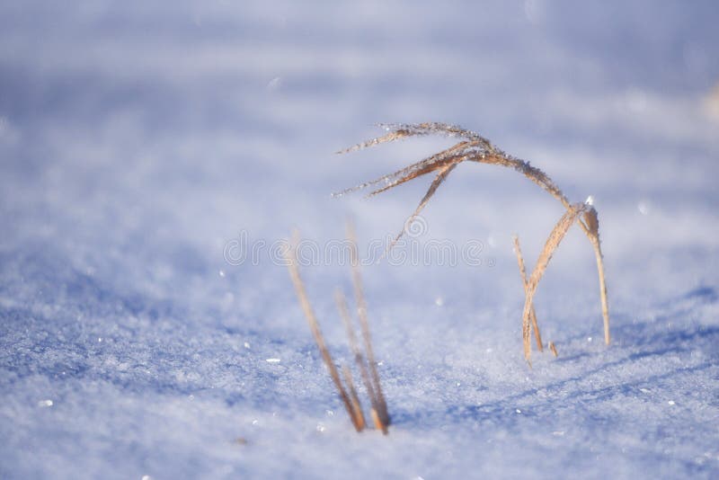 Blue cold stock photo. Image of season, snow, colored - 111772858