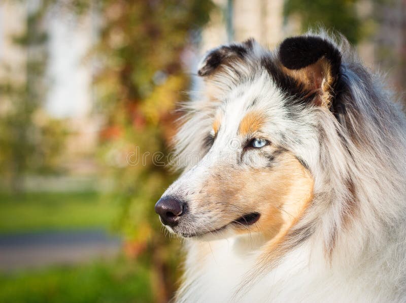 Blue Collie stock image. Image of beauty, pets, animals - 79105249