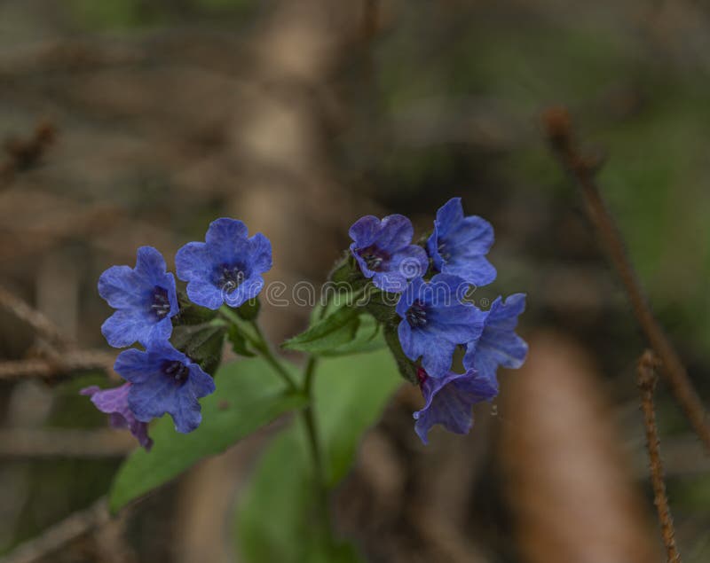 Blue Color Cowslip with Green Leaf in Spring Sunny Day Stock Image ...