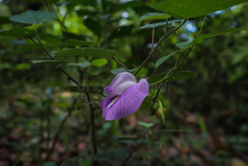 Blue Color Flower in the Forest Stock Photo - Image of garden, flower ...