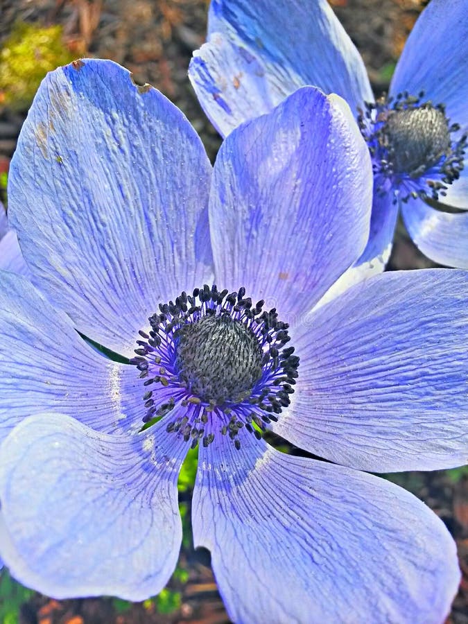 Blue color flower stock photo. Image of flower, macro - 87993762