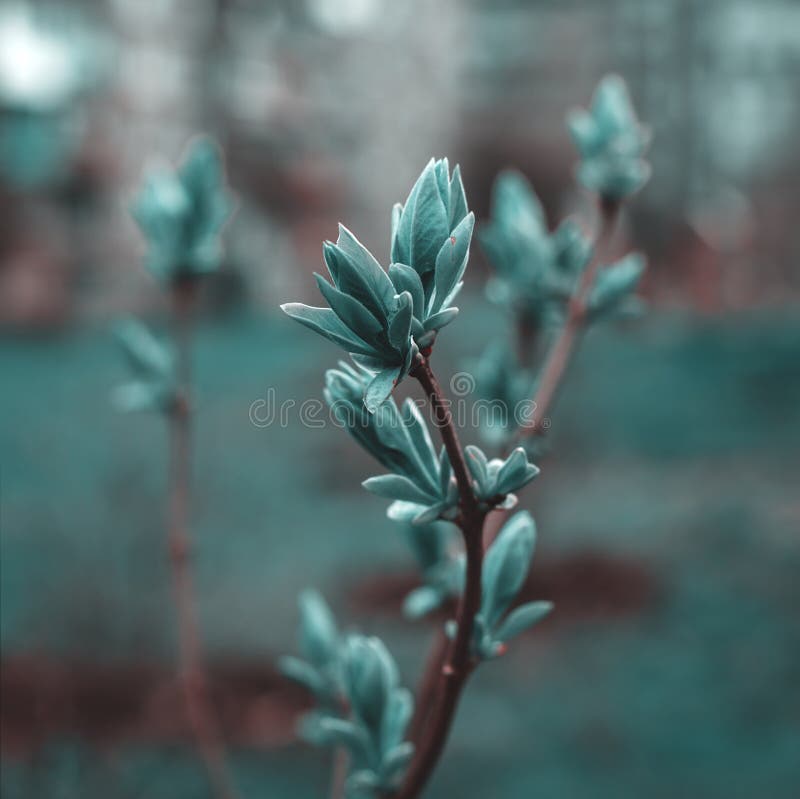 Blue color leaves stock image. Image of outdoor, freshness - 90589611