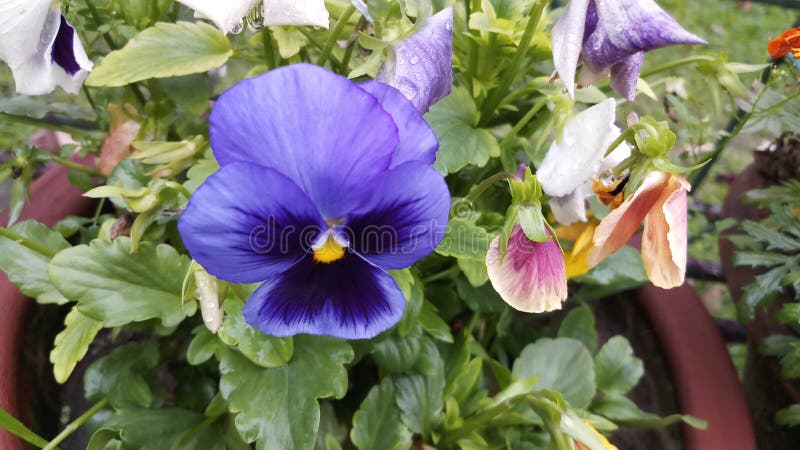 Blue color pancy flower stock image. Image of viola - 176233665