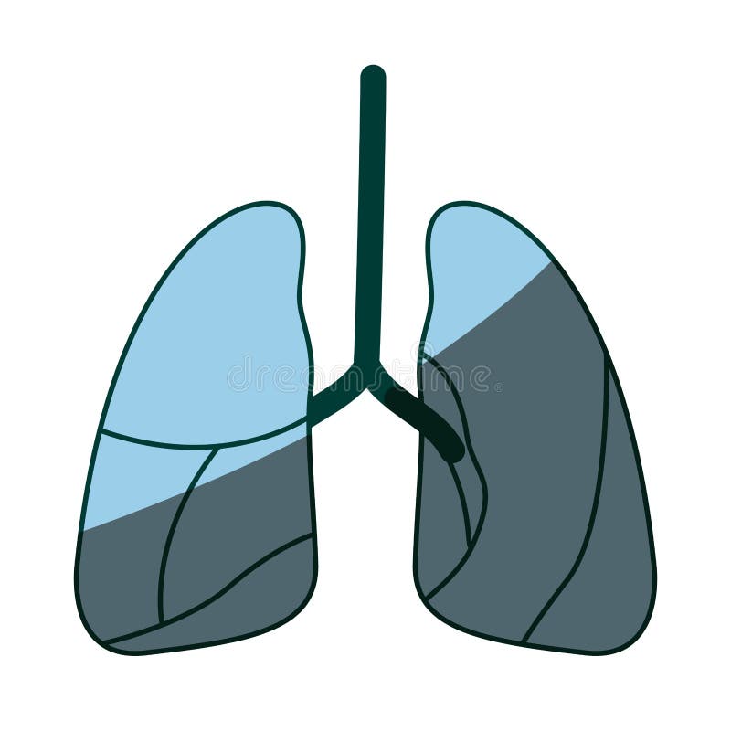 Blue Color Shading Silhouette Respiratory System Stock Vector ...