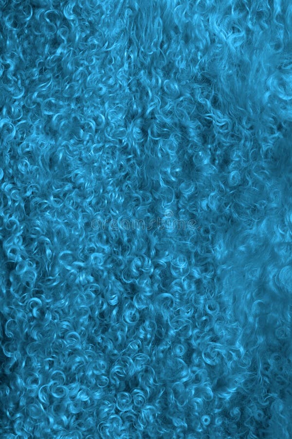 Blue Color Sheep Fur Texture Stock Image - Image of color, natural ...