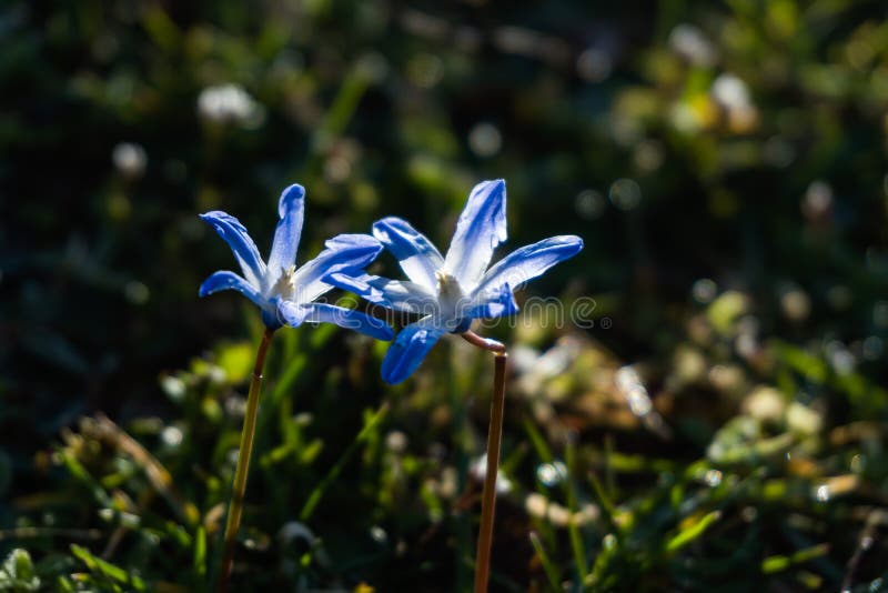 The Blue Color Spring Starflower, Ipheion Stock Photo - Image of plant ...