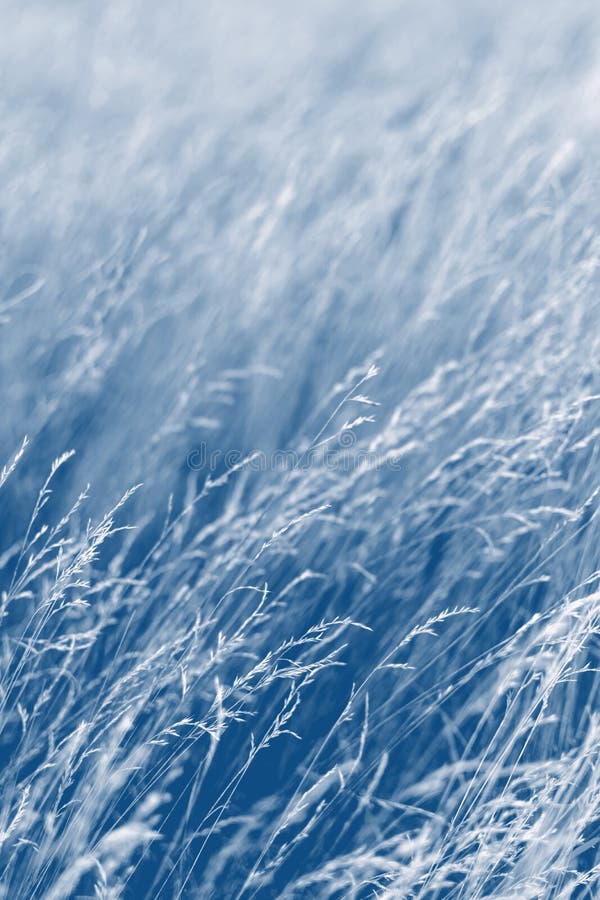 Blue Color Toned Floral Background. Blue Toned Trend Web Banner ...