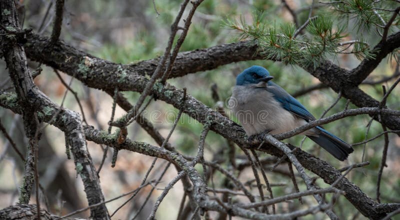 Blue Colored Colima Jay Sits in Pinon Tree Stock Image - Image of ...
