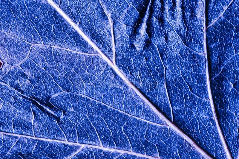 Blue Colored Dry Maple Leaf with a Beautiful Texture. Leaf Surface ...