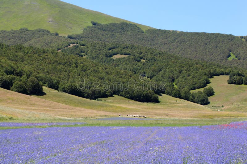 Blue Colored Fields with Cornflowers Stock Photo - Image of organic ...