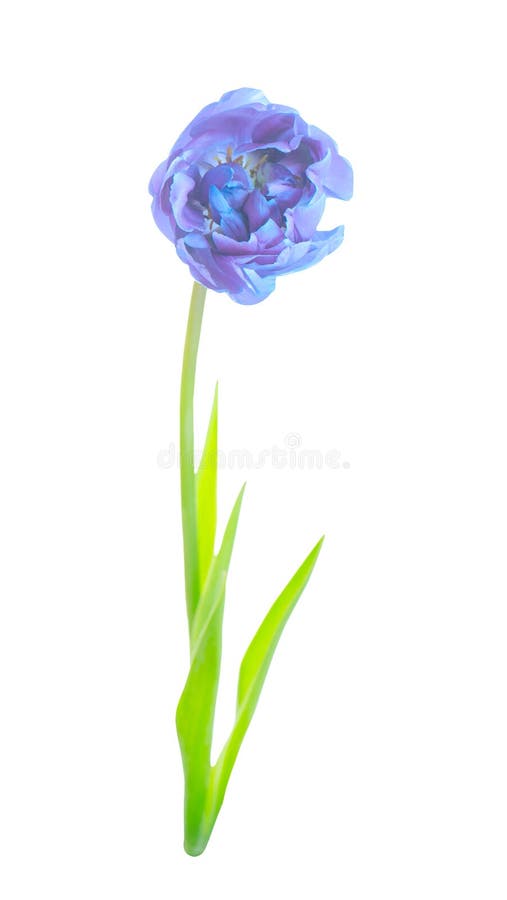 Blue Colored Flower Tulip Isolated on White Stock Photo - Image of blue ...