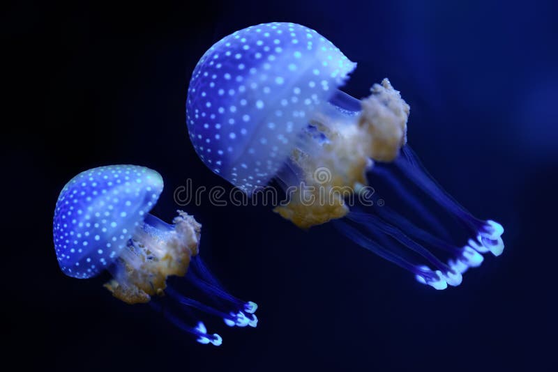 Blue-colored Jellyfish Swimming in Rhythm on the Dark Seabed. Stock ...