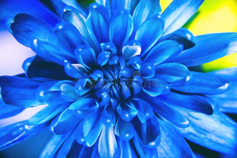 Blue Colored Mum from Above Stock Photo - Image of flower, abstract ...