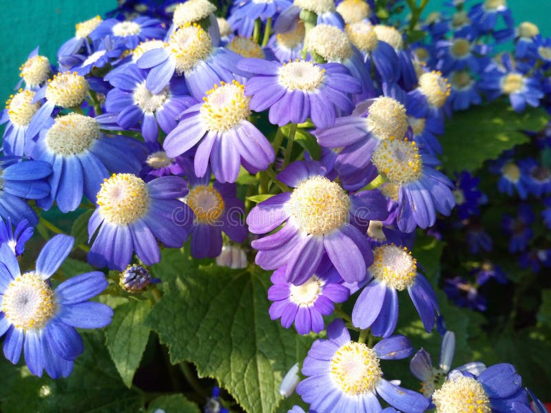 Blue Colour Centenarian Jester Flowers Stock Image - Image of blue ...