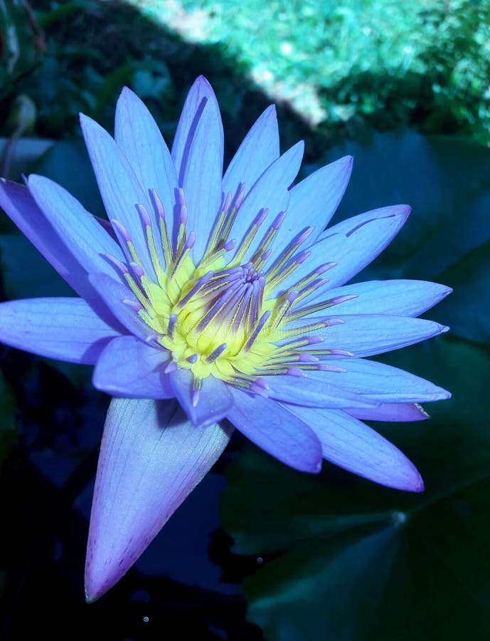 Blue Colour Lotus Flower Beautiful Stock Image - Image of meditation ...