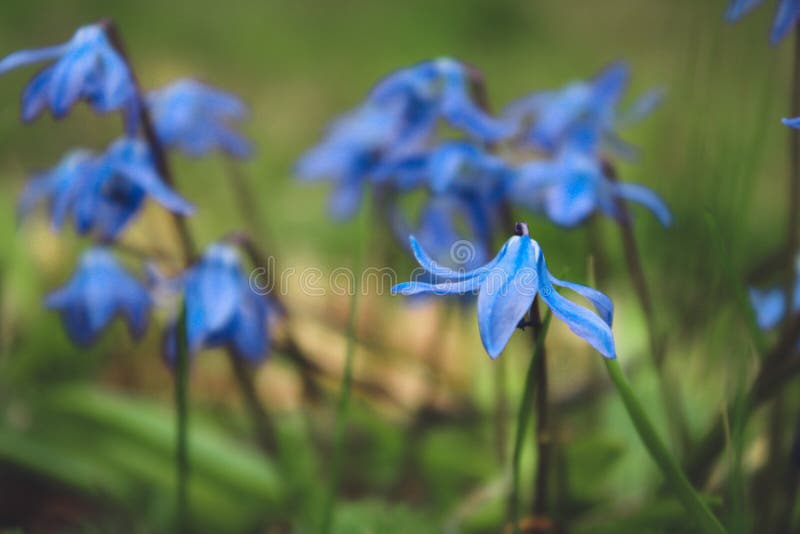 Blue colours of spring stock image. Image of leaf, blue - 219998903